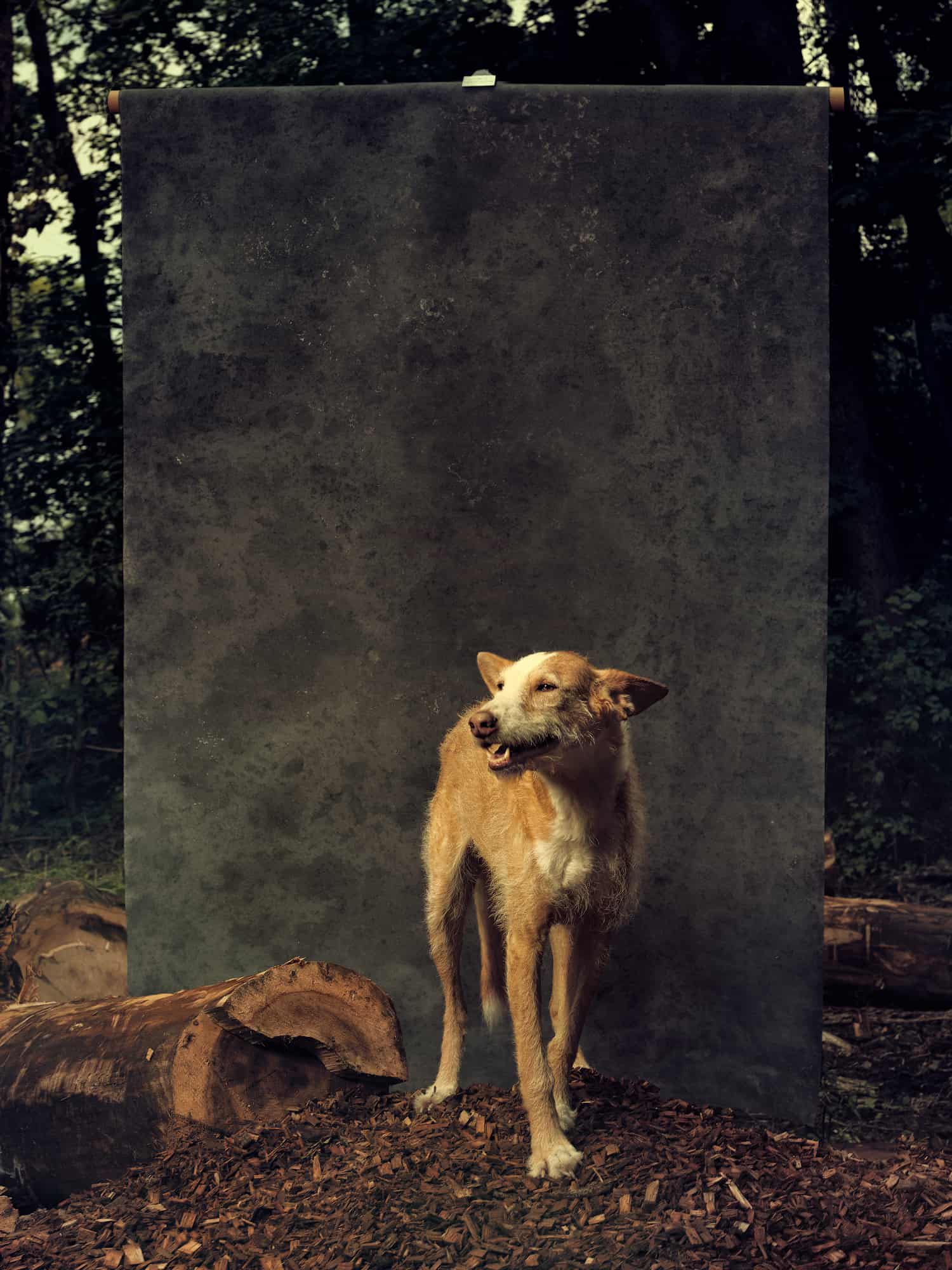 God Dog - Podi in Forest - Maikel Thijssen Fotografie